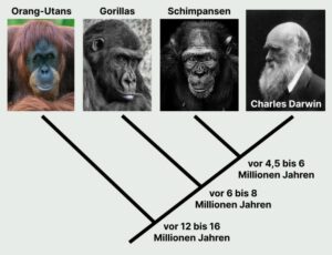 Evolution des Menschen | Mensch-Erde-Universum
